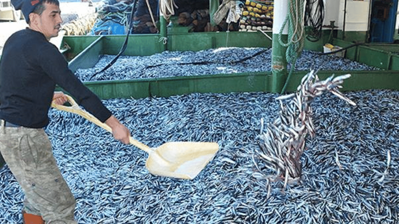 Bu ne perhiz bu ne lahana turşusu: Balıkesir'de 200, Bursa'da 80 TL ...