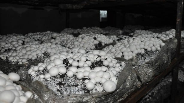 15 bin lirayla kurdu, günde 200 kilo üretiyor - Yeni Akit