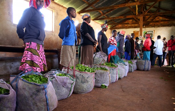 Afrika'nın Rize'si Kenya'da çay hasadı - Yeni Akit