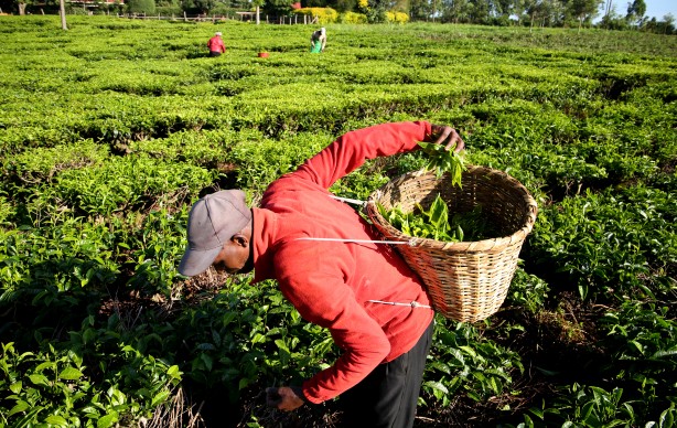Afrika'nın Rize'si Kenya'da çay hasadı - Yeni Akit