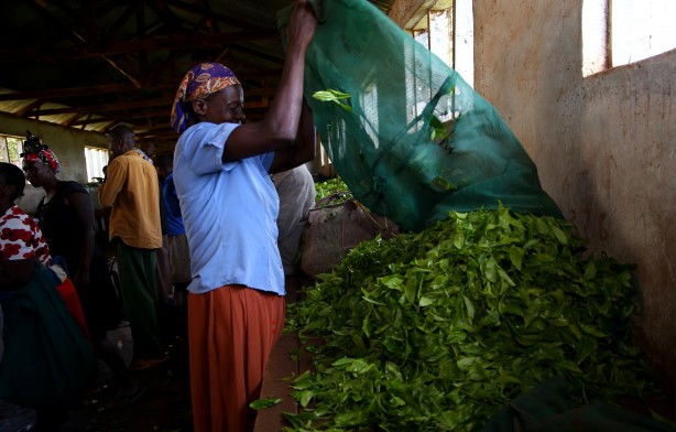 Afrika'nın Rize'si Kenya'da çay hasadı - Yeni Akit