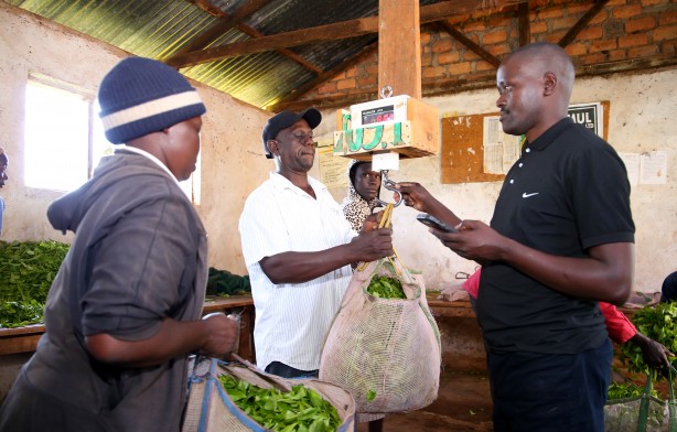 Afrika'nın Rize'si Kenya'da çay hasadı - Yeni Akit