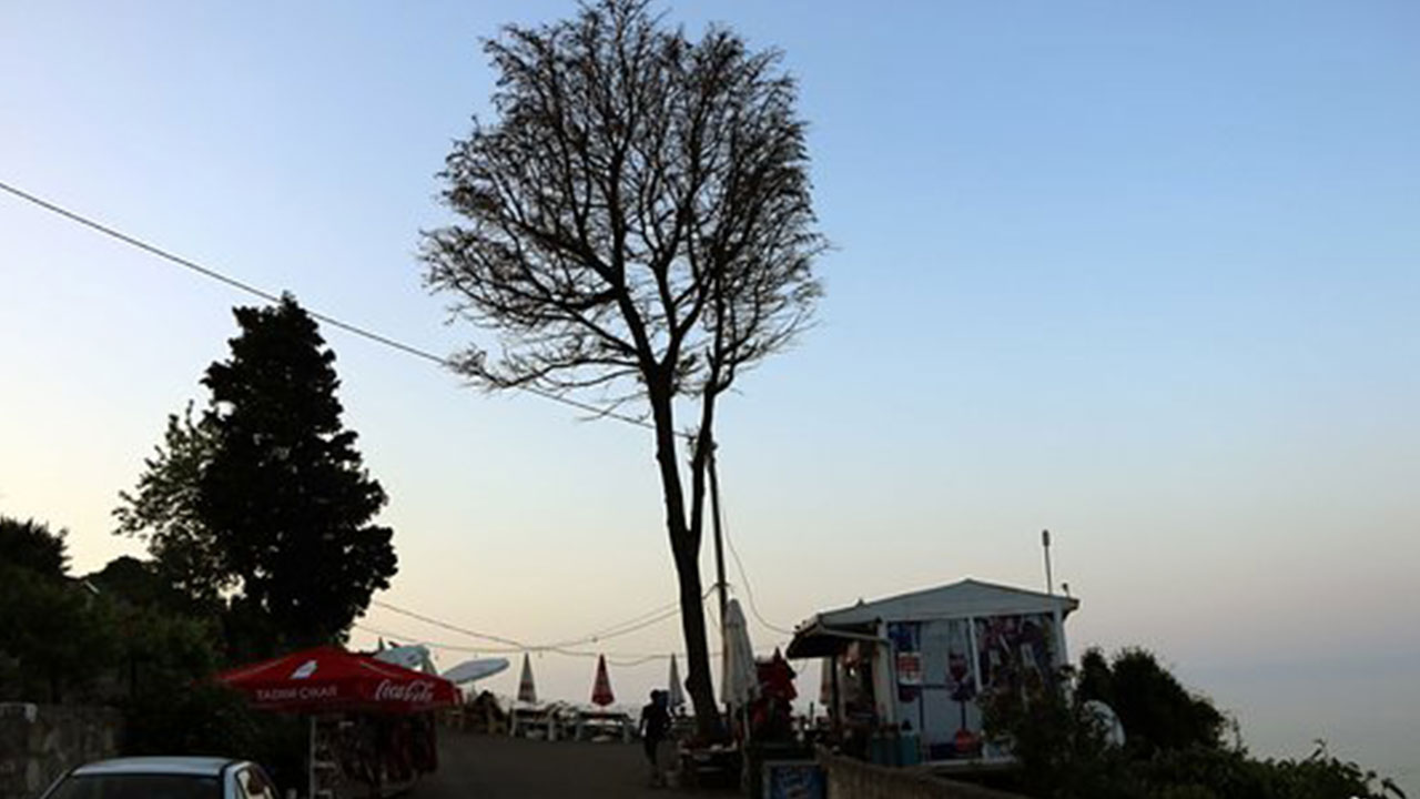 Ağlayan ağaç neden kesildi: Ciddi şüpheler var - Yeni Akit