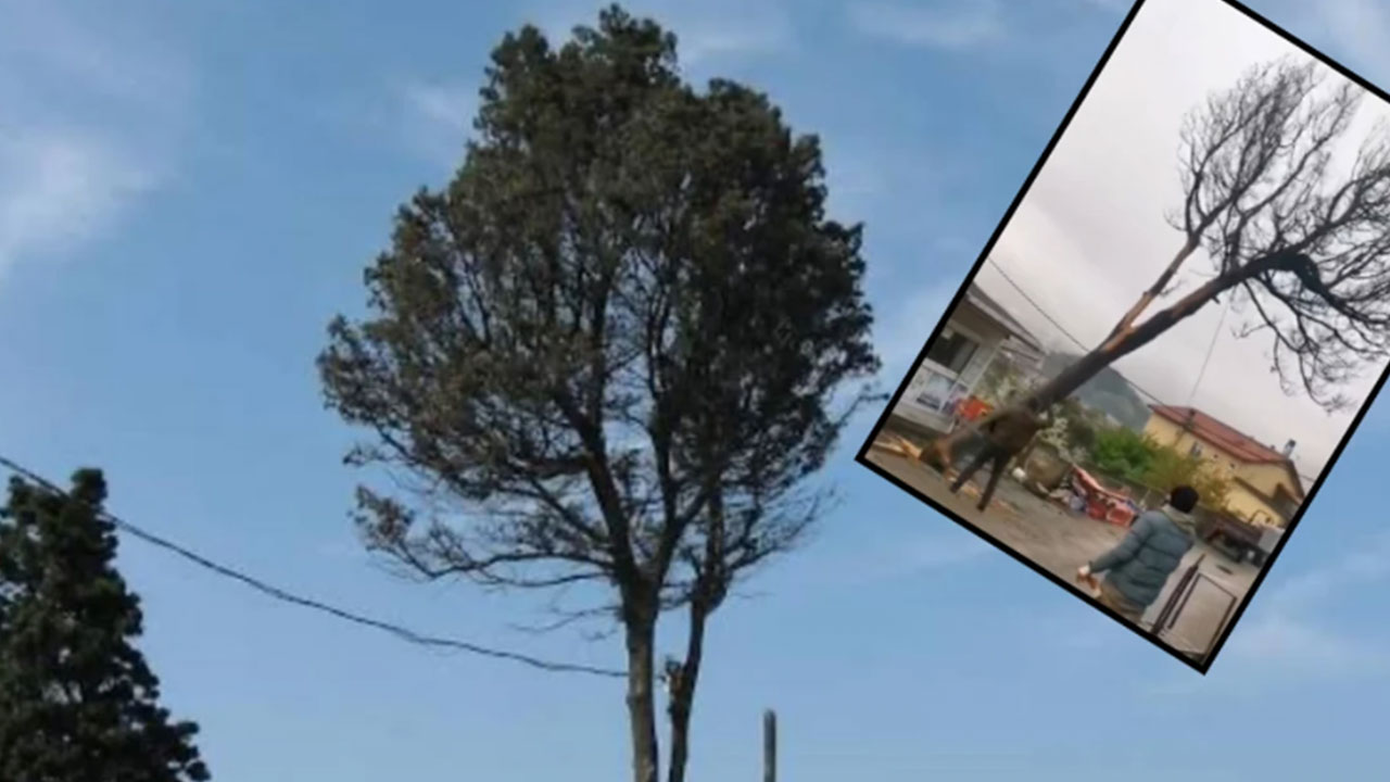 Ağlayan ağaç neden kesildi: Ciddi şüpheler var - Yeni Akit