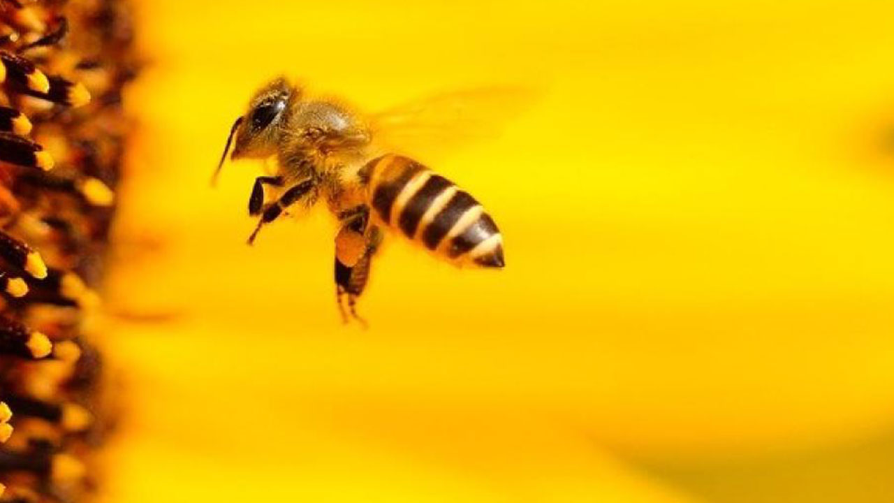 Arılar teker teker ölmeye başladı! Bir ili korku sardı - Yeni Akit