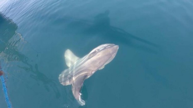 Ay balığı Gökçeada açıklarında görüntülendi - Yeni Akit