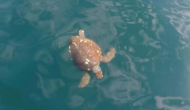 Ay balığı Gökçeada açıklarında görüntülendi - Yeni Akit