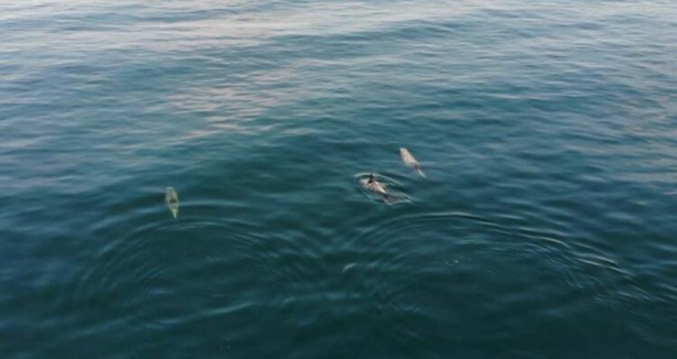 Ay balığı Gökçeada açıklarında görüntülendi - Yeni Akit