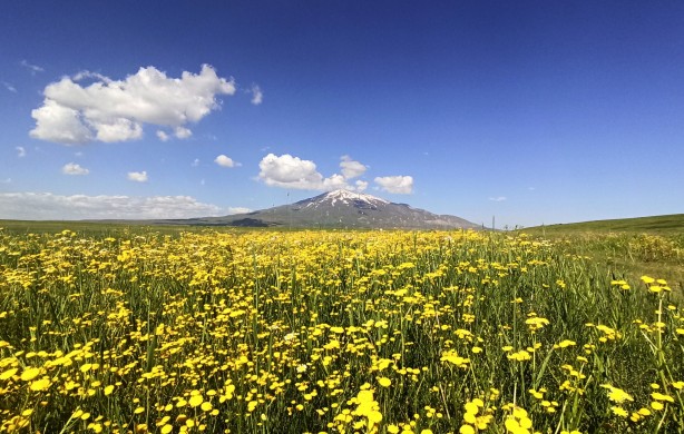 Bahar çiçekleriyle renklenen Sütey Yaylası ve Süphan Dağı hayranlık ...