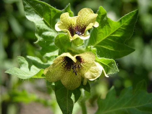 Ban otu ilaç sanayiinde kullanılıyor - Yeni Akit