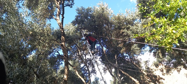 Bu zeytin bambaşka! Butko hasadı başladı - Yeni Akit