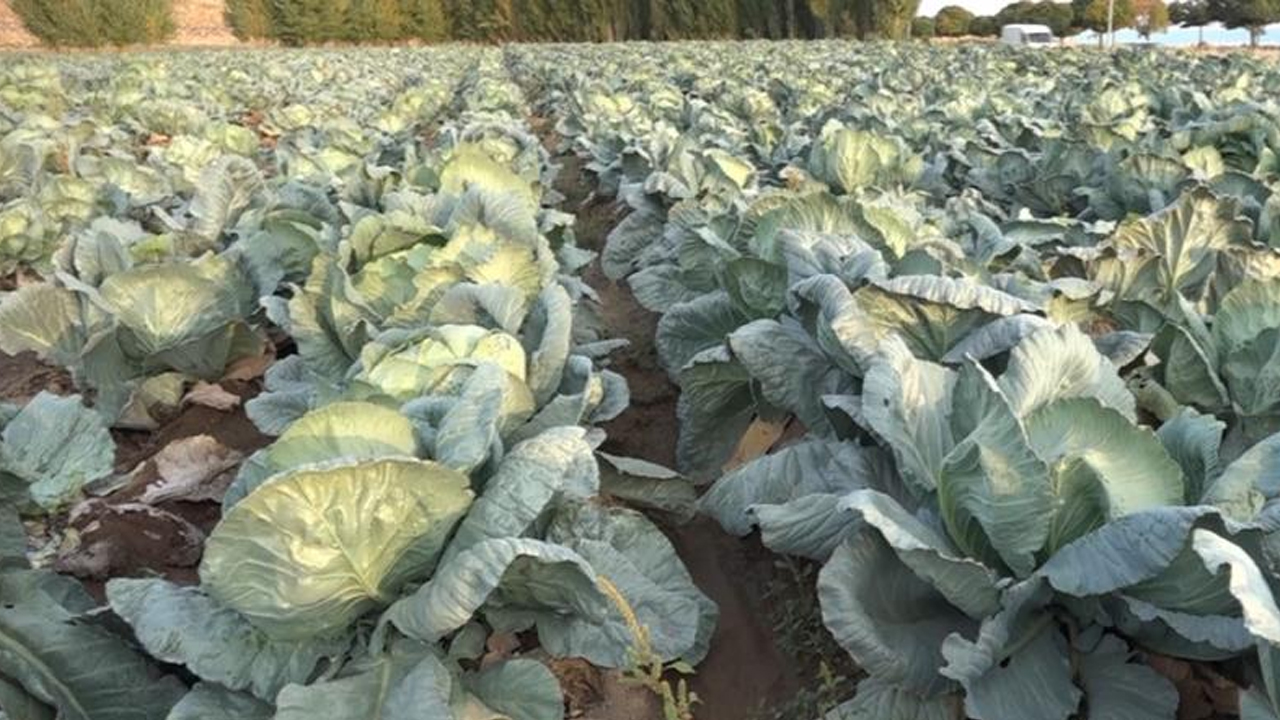 Büyüklüğü ile dikkat çekiyor! Van'da lahana hasadı başladı - Yeni Akit