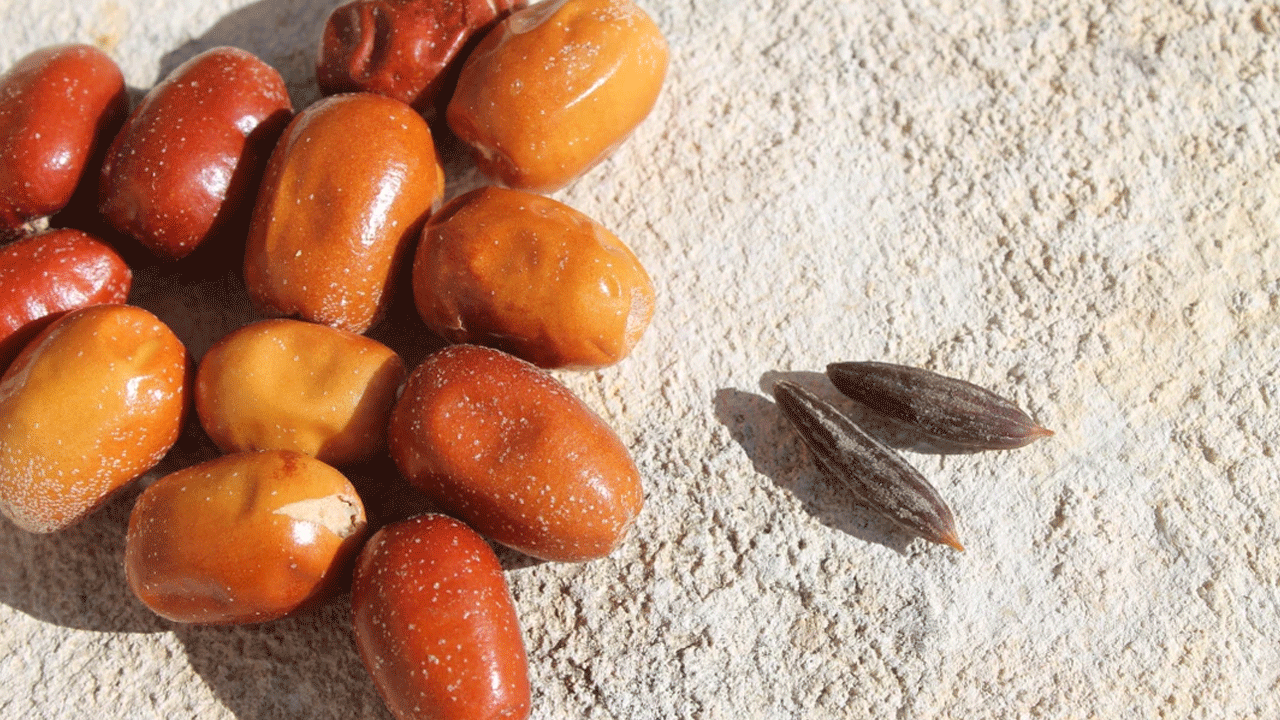 İğdenin faydaları nelerdir? İğde nelere iyi gelir? İğde tozu nasıl ...