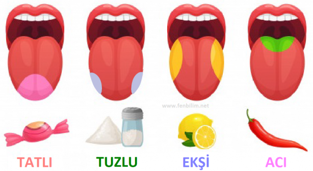 İnsanlarda kaç türlü tat duyusu vardır? Dilimiz yiyeceklerin tadını ...