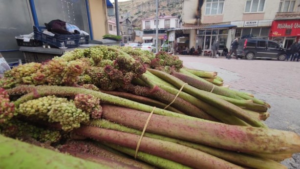 Işkın otu hücreleri yenileyip tansiyonla savaşıyor - Yeni Akit