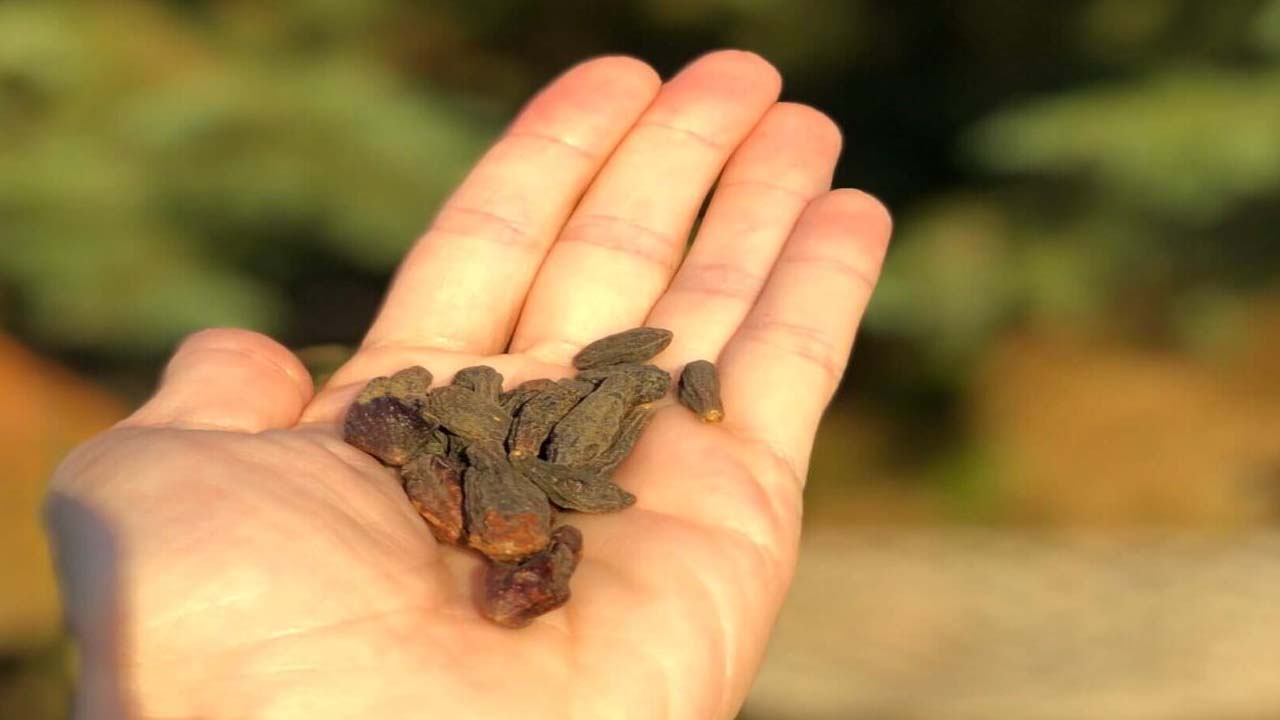 Kara halile faydaları: Peygamber reçetesi! Küçük ama faydası büyük ...