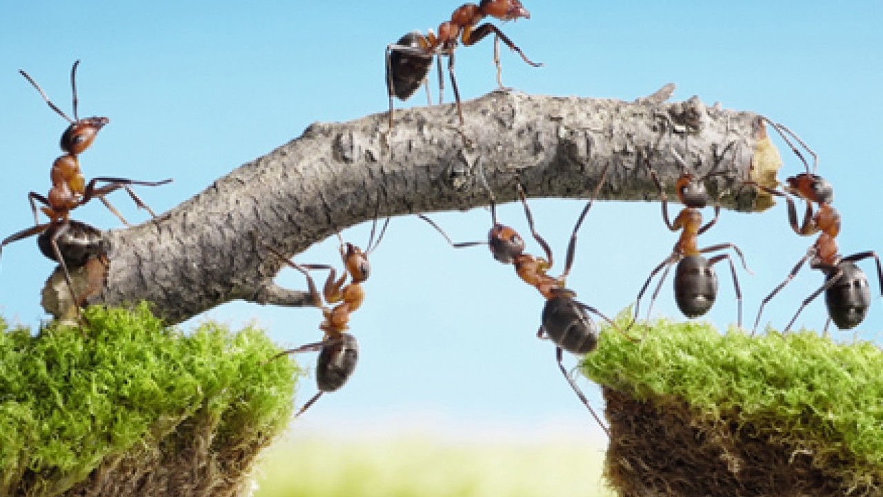 Karıncaların gücünü ikiye katlayan gizli hilesi - Yeni Akit