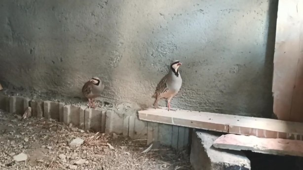 Kekliği çatıda kovaladılar - Yeni Akit