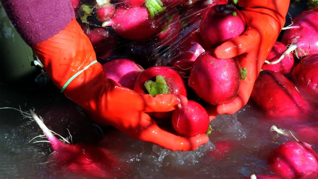 Kış boyunca tüketmelisiniz! İşte turpun sağladığı müthiş faydalar - Yeni Akit
