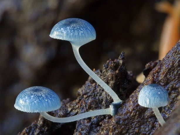Mantarlara bir de bu açıdan bakın - Yeni Akit