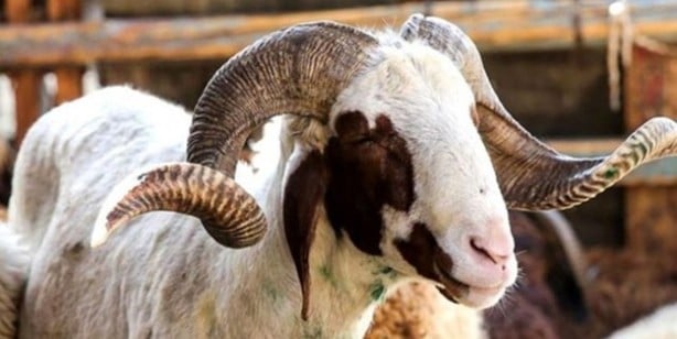 Ölü kurbanı var mı, vefat etmiş olanlar için kurban kesilir mi? - Yeni Akit