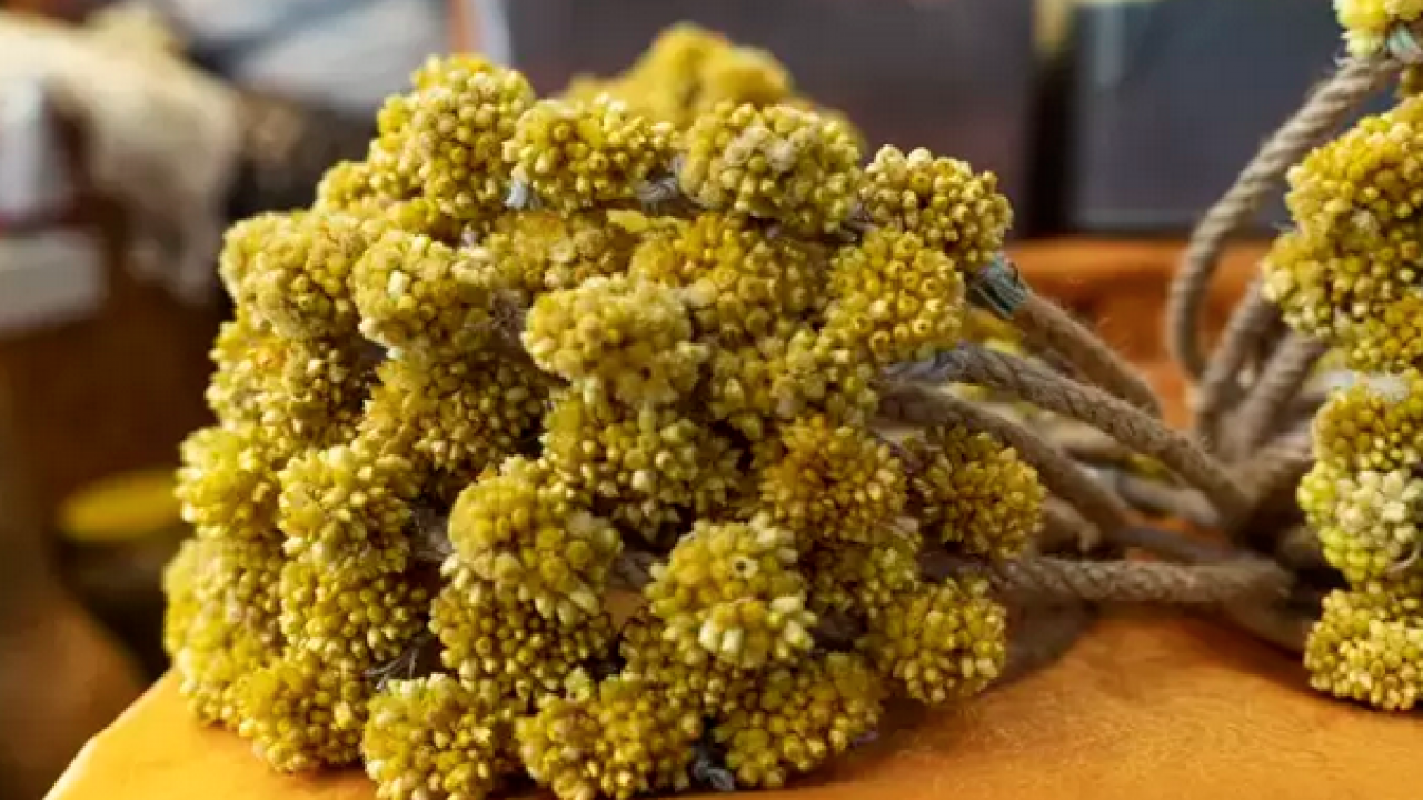 Ölümsüzlük çiçeği olarak da biliniyor! Çayını bardak bardak içince ...