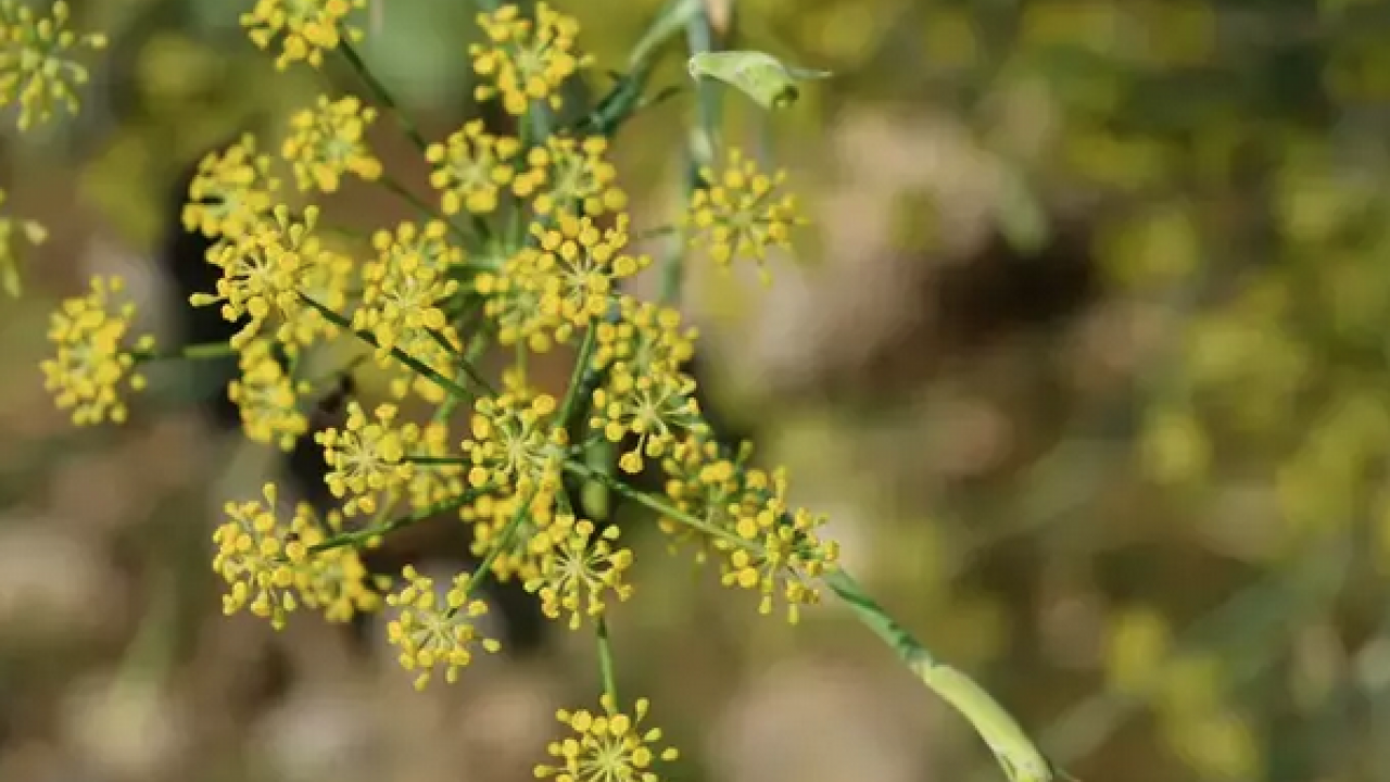 Ölümsüzlük çiçeği olarak da biliniyor! Çayını bardak bardak içince ...