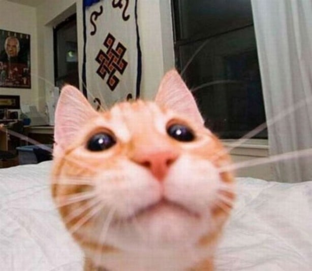 'Selfie' ustası kediler - Yeni Akit