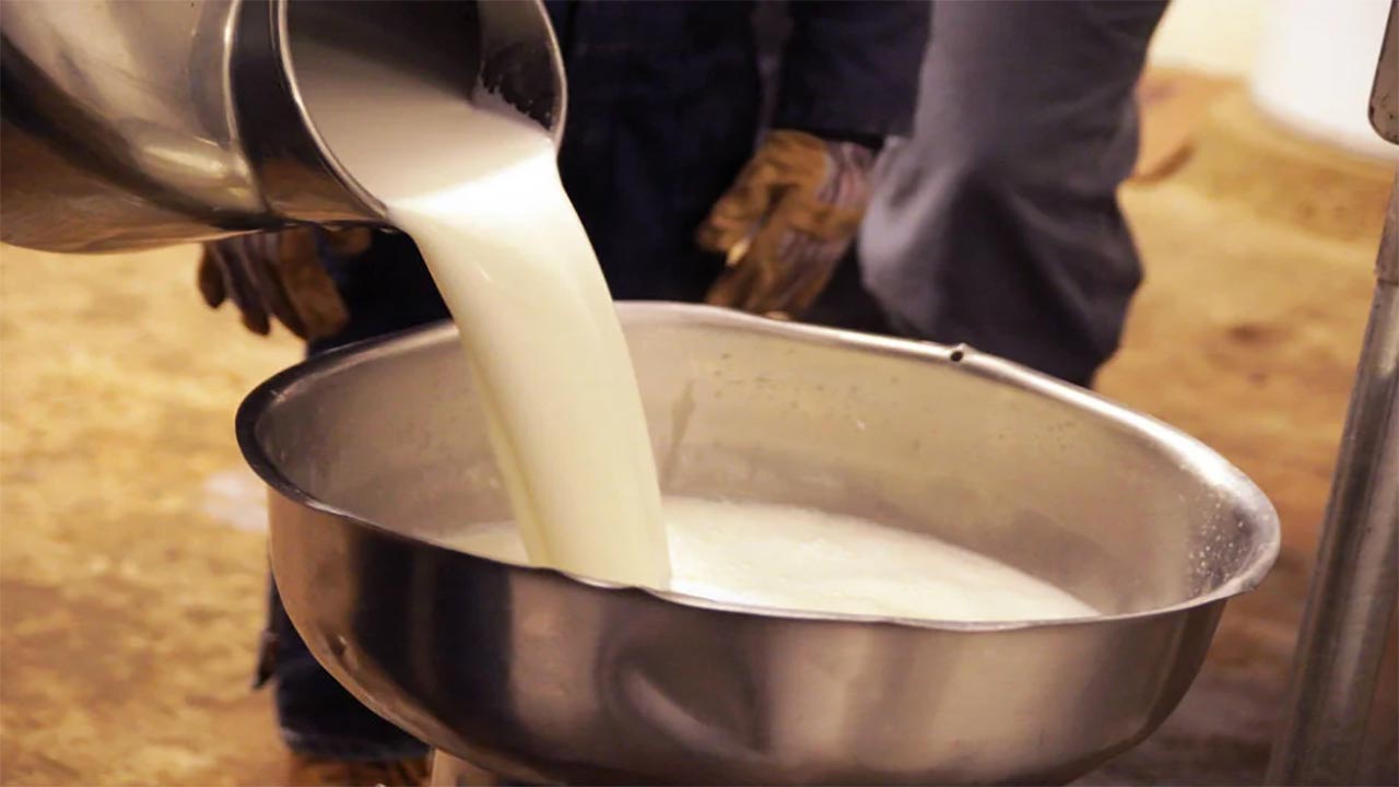 Taklit ve tağşiş listesinde şok detay! Manda sütünde manda sütü ...