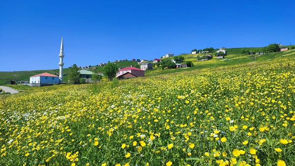 Trabzon'da yaylalar çiçek açtı - Yeni Akit