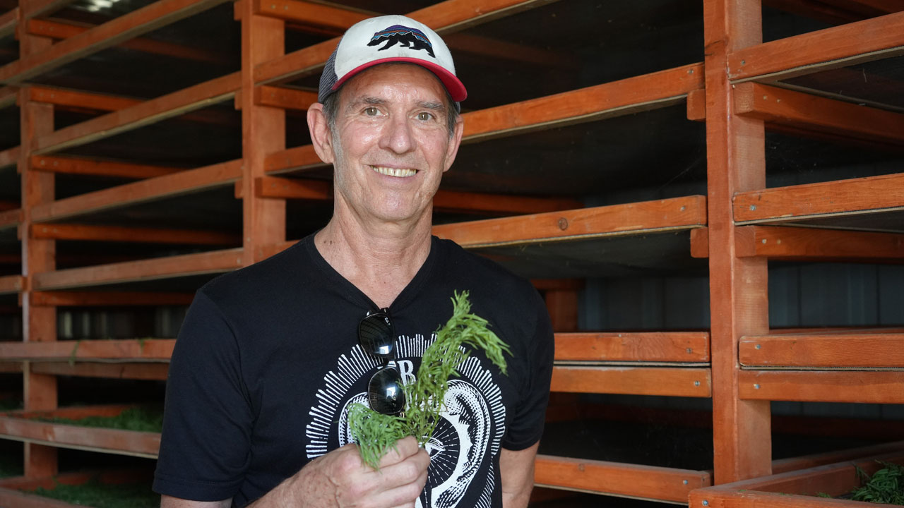 Tüm mahsule talip oldu! Bayburt tarhunu Amerika yolcusu - Yeni Akit