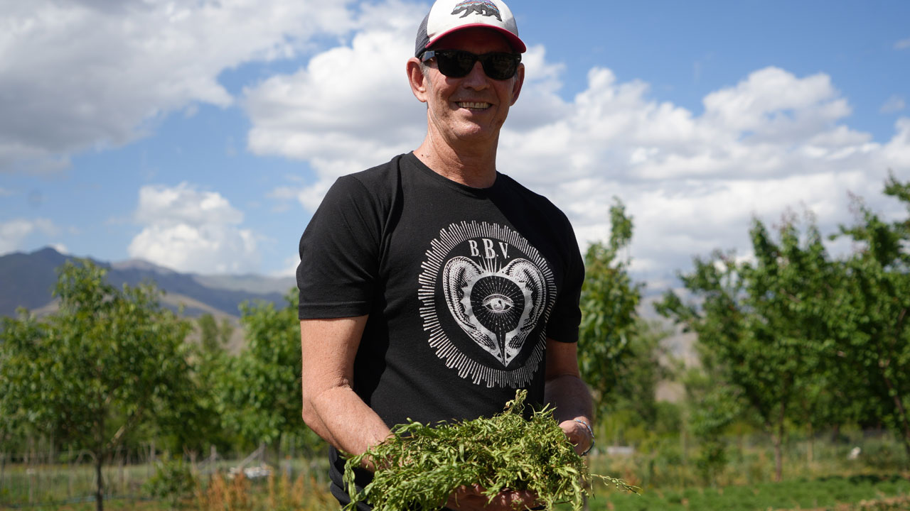 Tüm mahsule talip oldu! Bayburt tarhunu Amerika yolcusu - Yeni Akit