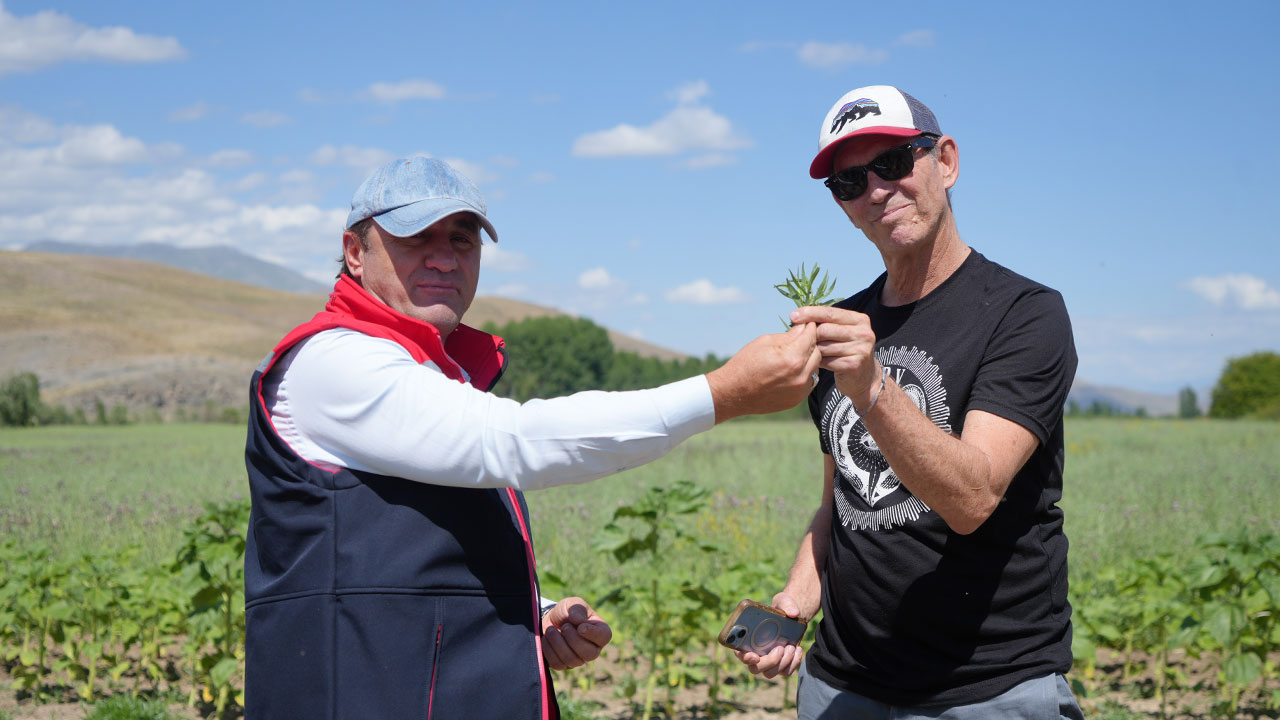 Tüm mahsule talip oldu! Bayburt tarhunu Amerika yolcusu - Yeni Akit