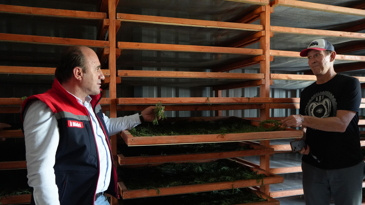 Tüm mahsule talip oldu! Bayburt tarhunu Amerika yolcusu - Yeni Akit