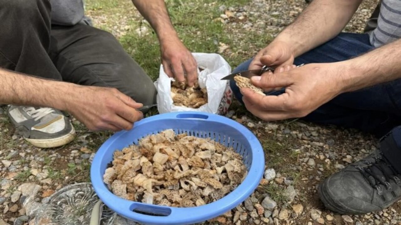 Yerini bilenler sır gibi saklıyor! "Altın bulsak bu kadar sevinmeyiz ...