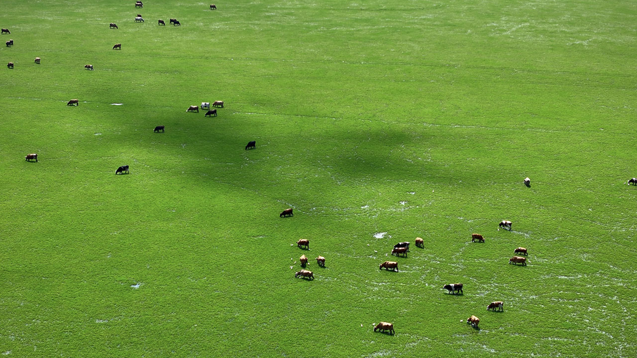Yeşilin her tonu burada! Kızılırmak Deltası büyüledi - Yeni Akit