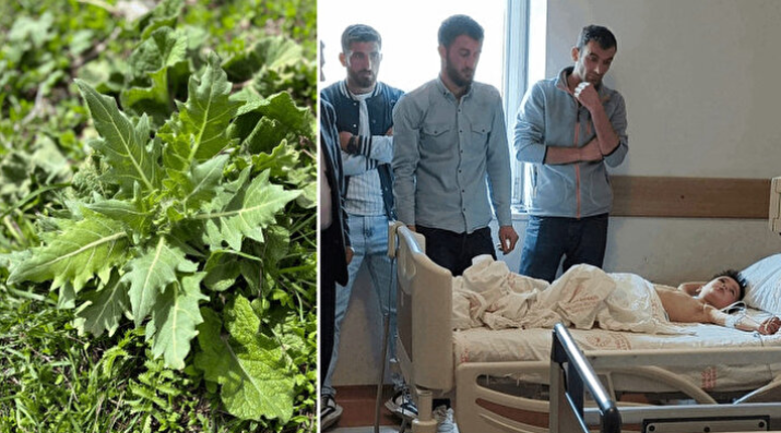 Yiyen hastanelik oluyor: Güzel avrat otu çocukları vurdu - Yeni Akit