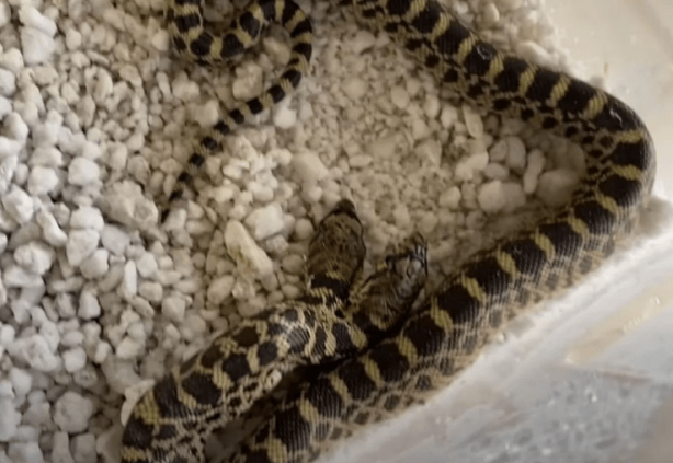 Yumurtadan çıkan hayvanı görünce gözleri fal taşı gibi açıldı! 100 ...