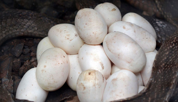 Yumurtadan çıkan hayvanı görünce gözleri fal taşı gibi açıldı! 100 ...