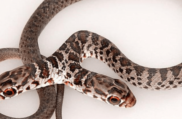 Yumurtadan çıkan hayvanı görünce gözleri fal taşı gibi açıldı! 100 ...