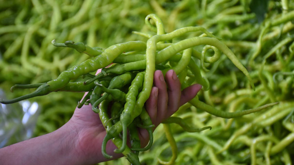 49 ülkede sofralarda Türk biberi tüketiliyor - Yeni Akit