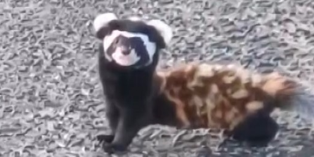 ‘Alaca sansar' Gümüşhane'de görüntülendi - Yeni Akit