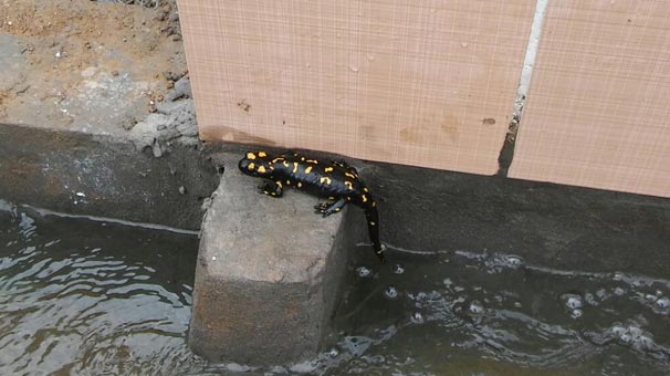 Benekli semender doğaya bırakıldı - Yeni Akit
