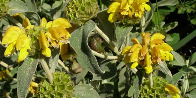 Çalba otu nelere iyi geliyor? Çalba otunun inanılmaz faydaları - Yeni Akit