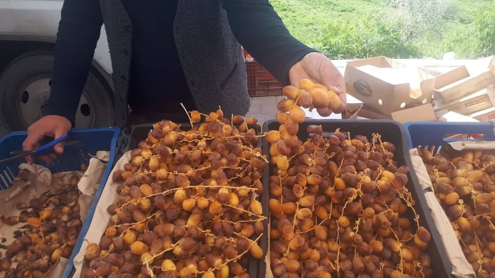 Dalında taze hurma büyük görüyor - Yeni Akit