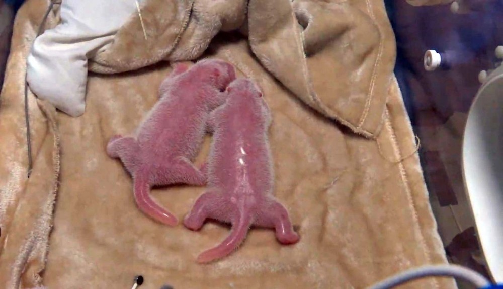 Dünyanın en ağır dev panda ikizleri doğdu - Yeni Akit