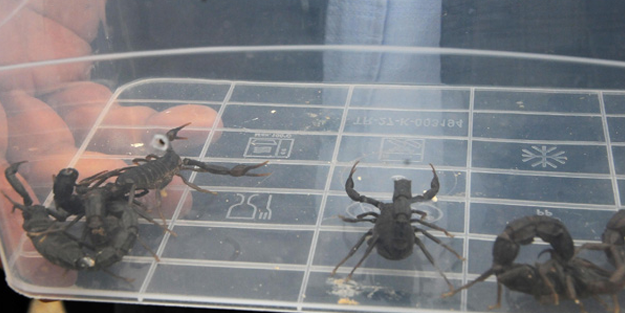 Dünyaya akrep zehri ihraç edilecek! - Yeni Akit