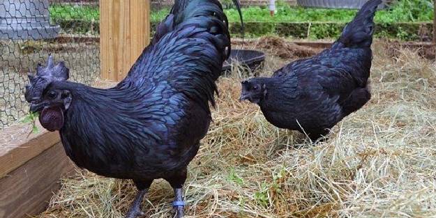 Hazine bulmak için siyah tavuk kesip kuyuya indiler - Yeni Akit