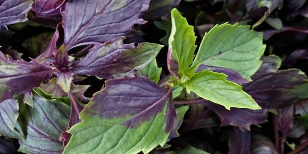 Her derde deva oluyor! Reyhan bitkisinin vücuda inanılmaz etkileri ...