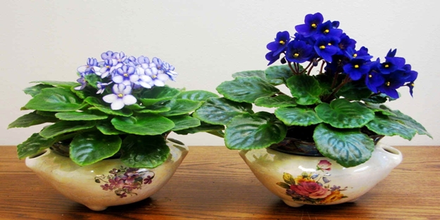 Her mevsim hercailerindir, ortancalar ise... - Yeni Akit